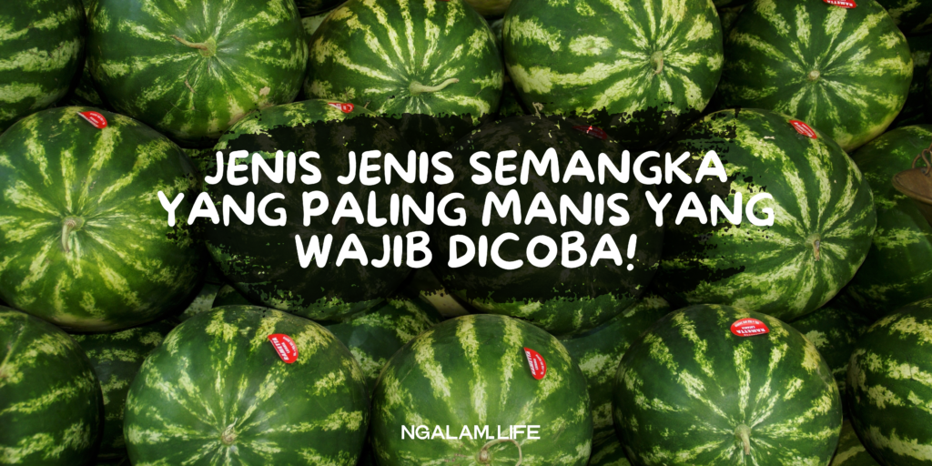 Jenis Jenis Semangka yang Paling Manis yang Wajib Dicoba! • Ngalam Life