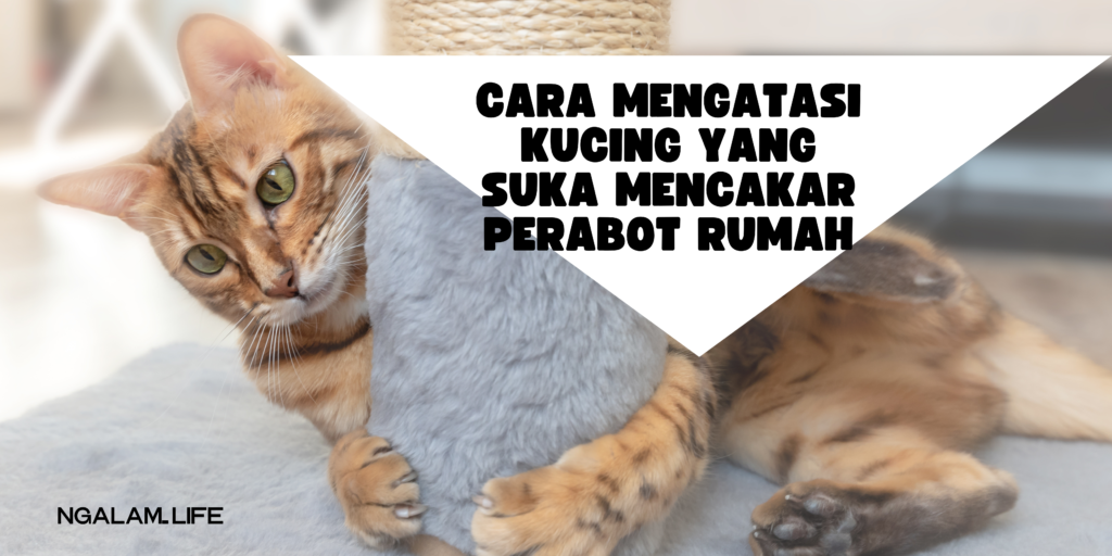 Cara Mengatasi Kucing yang Suka Mencakar Perabot Rumah • Ngalam Life